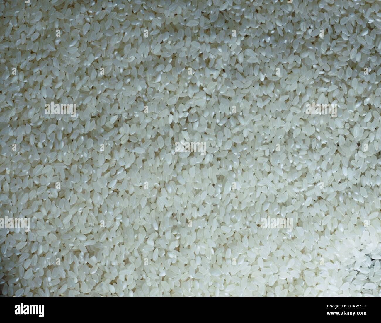 White round grain close up rice full frame background. Indian cuisine ...