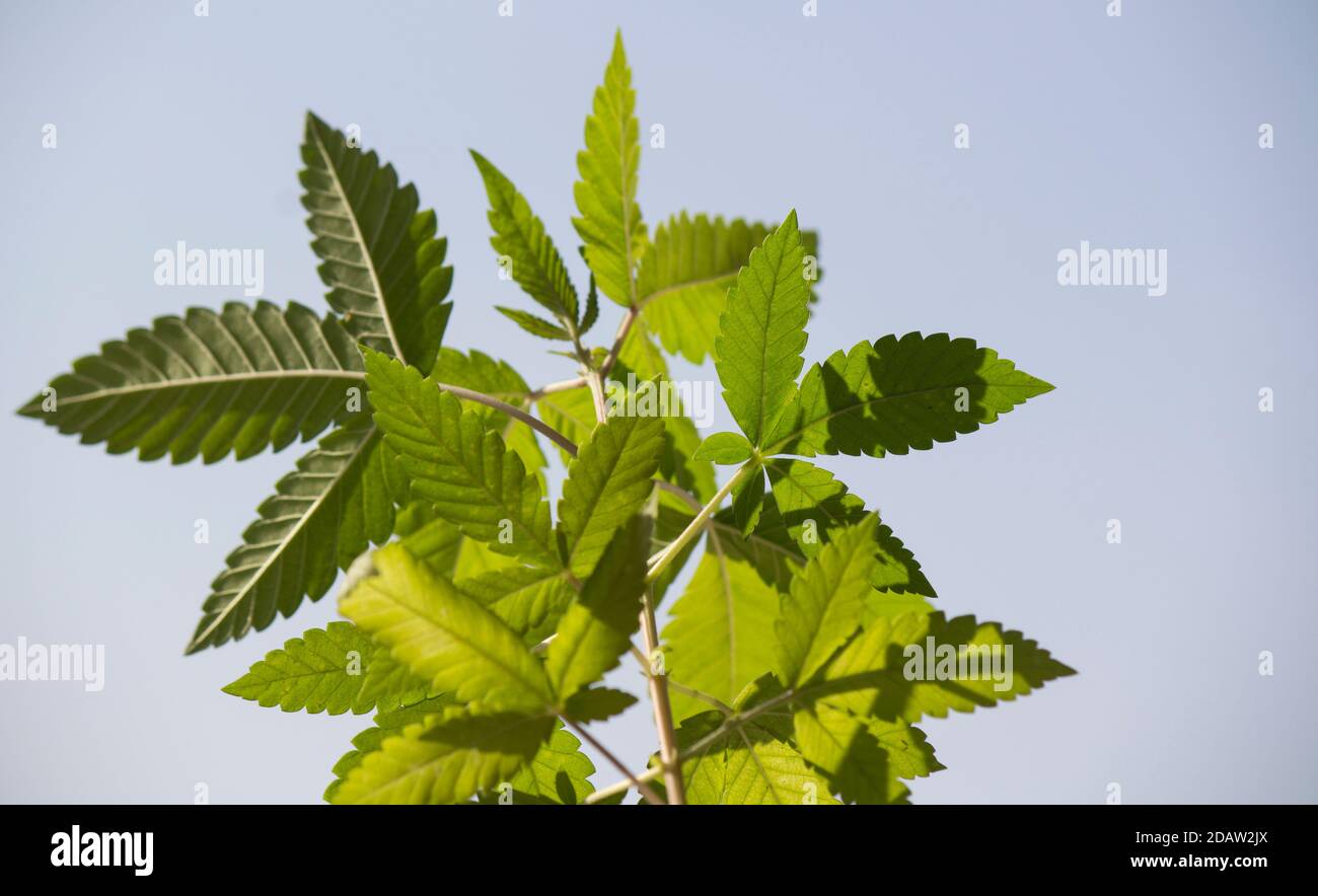 Cannabis plant close up photo. Green leaves texture. Blurry background ...