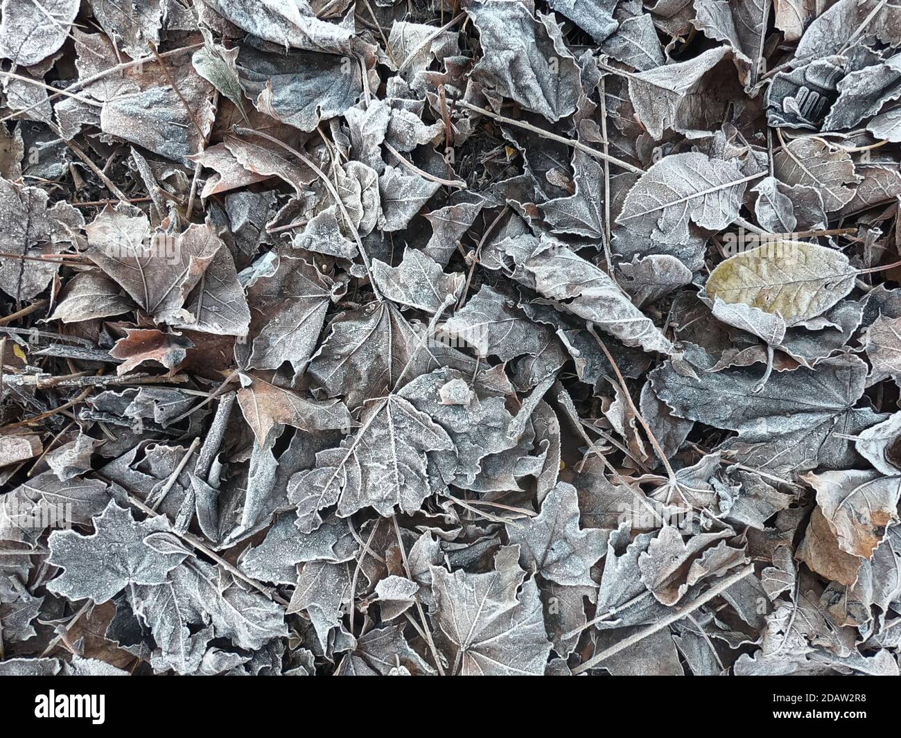 frozen autumn leaves. background for design Stock Photo - Alamy
