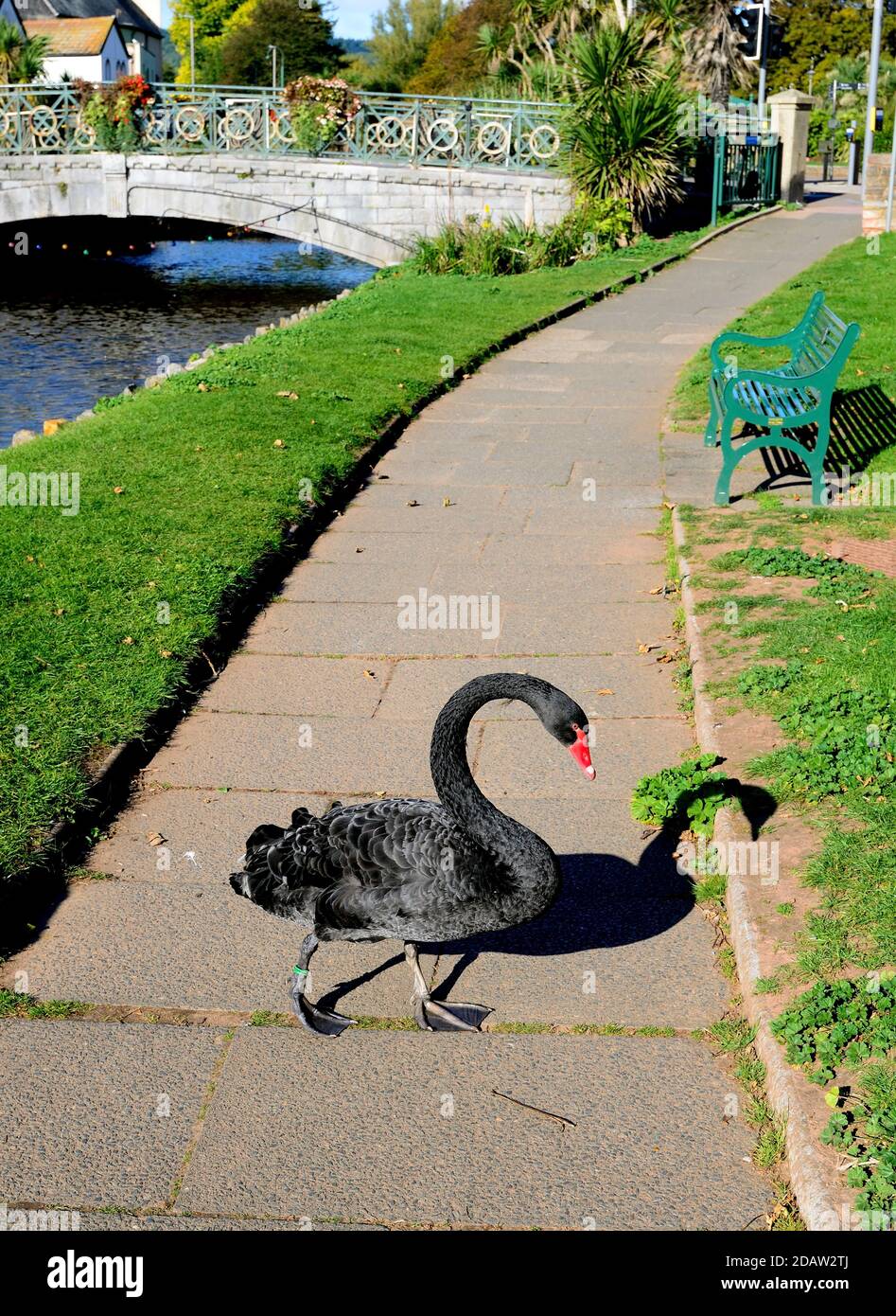 A black swan on a riverside path at Dawlish Stock Photo - Alamy
