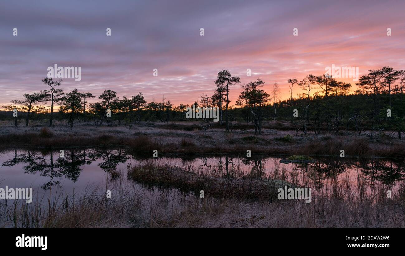 colorful sunrise over bog, dark bog tree silhouettes, gorgeous sky ...