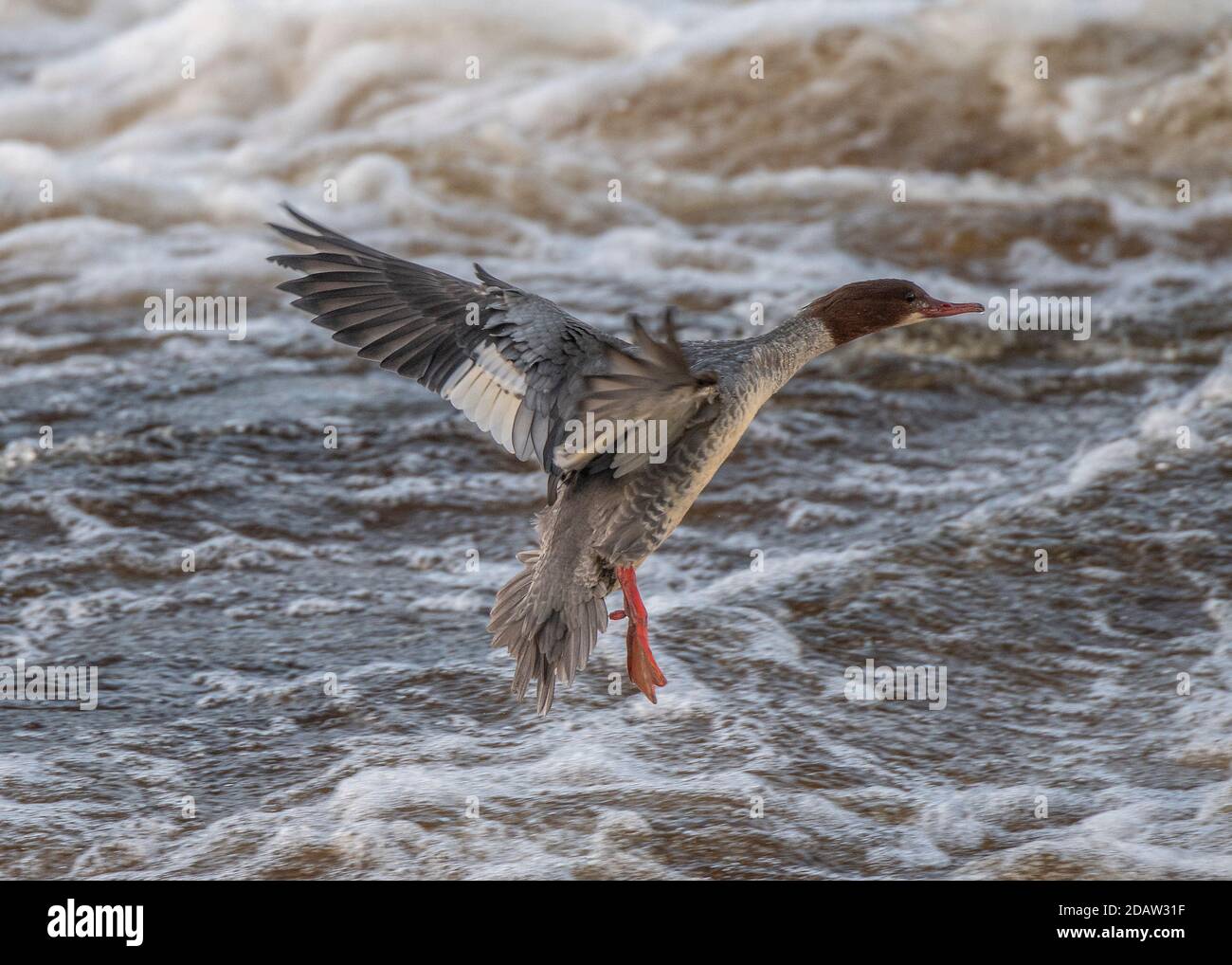 Female Merganser In Flight High Resolution Stock Photography and Images ...