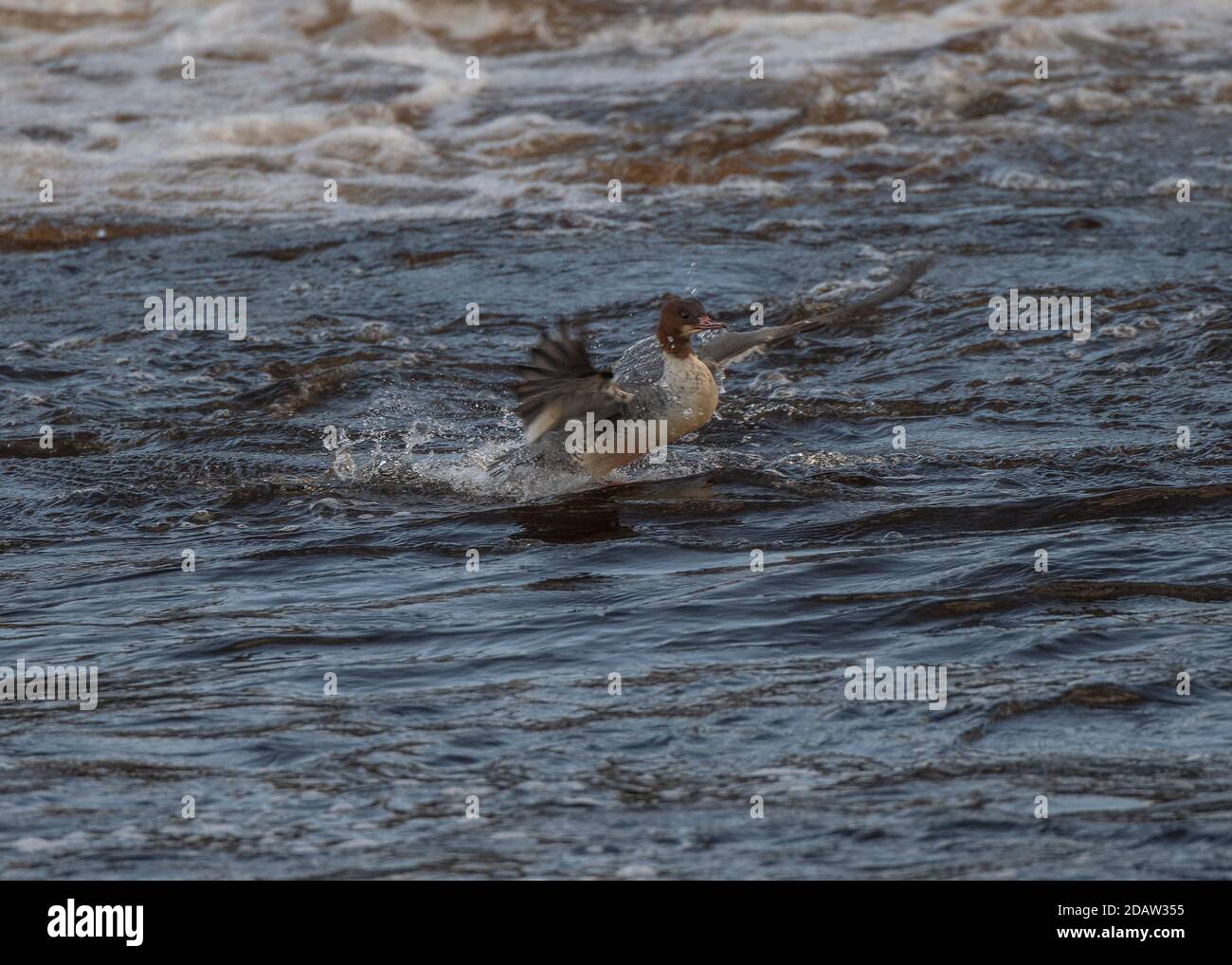 Female Merganser In Flight High Resolution Stock Photography and Images ...