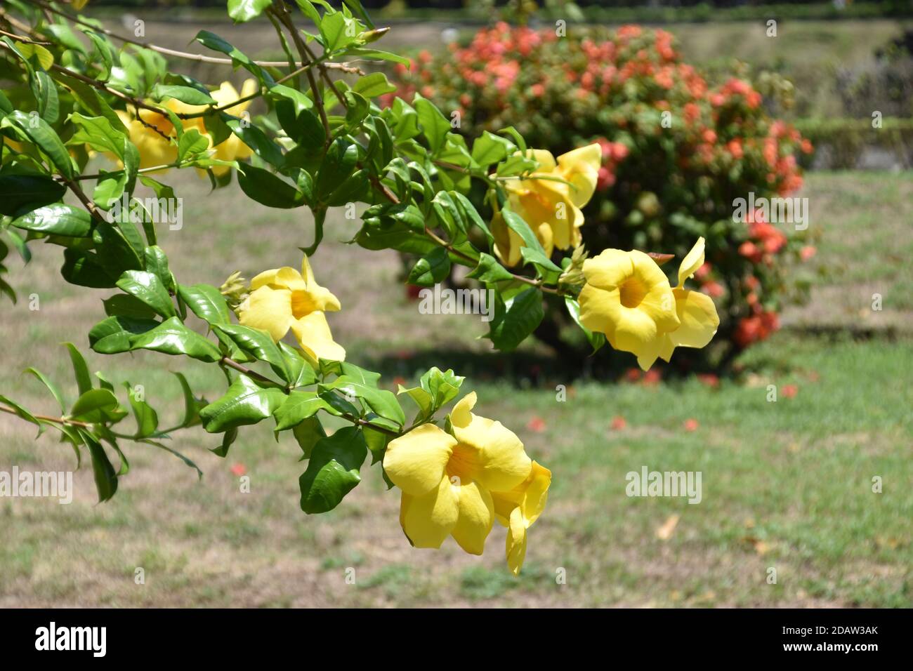 Allamanda flowers hi-res stock photography and images - Alamy