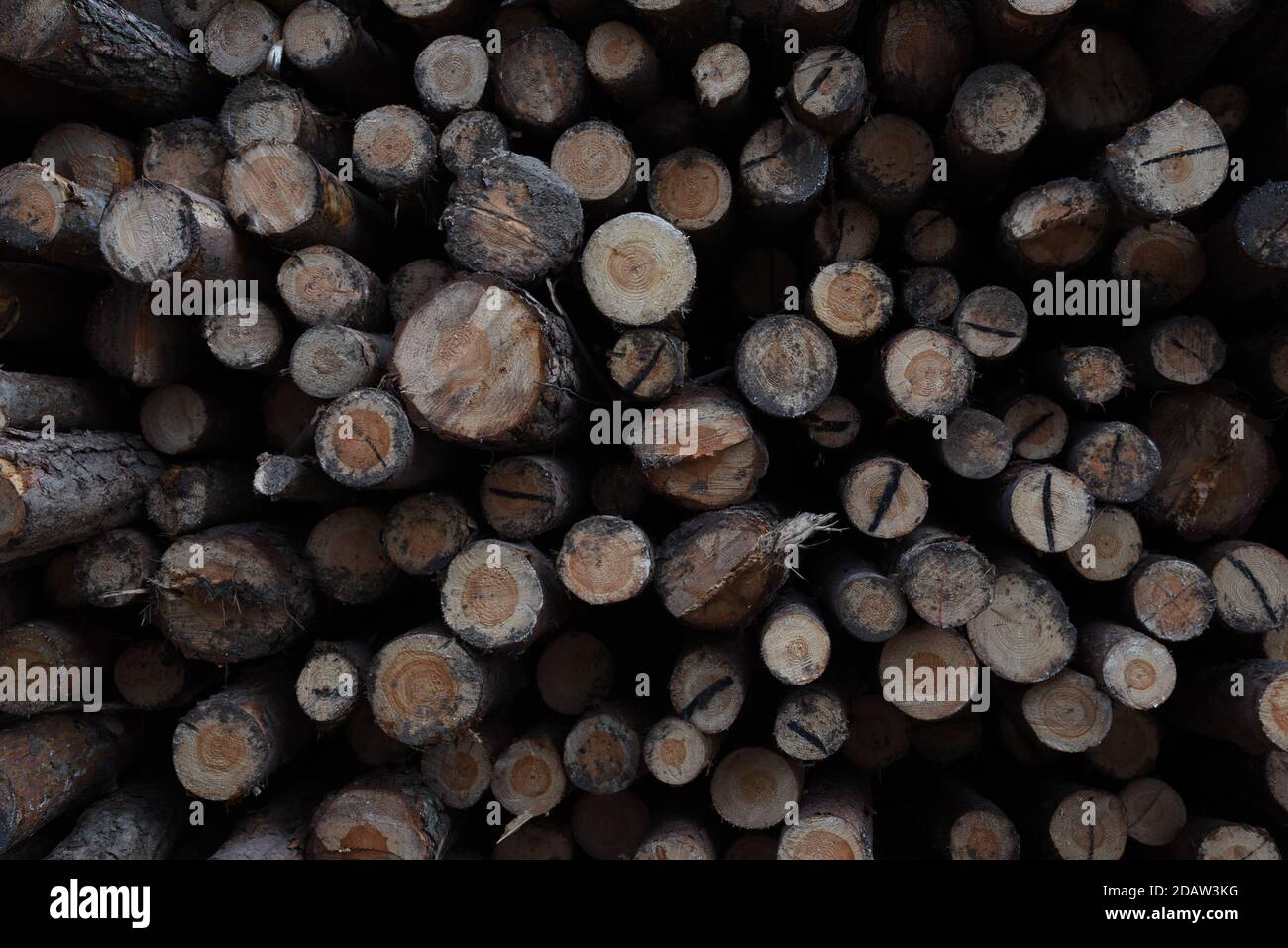 Stack of cut pine tree logs in a forest. Wood logs, timber logging ...