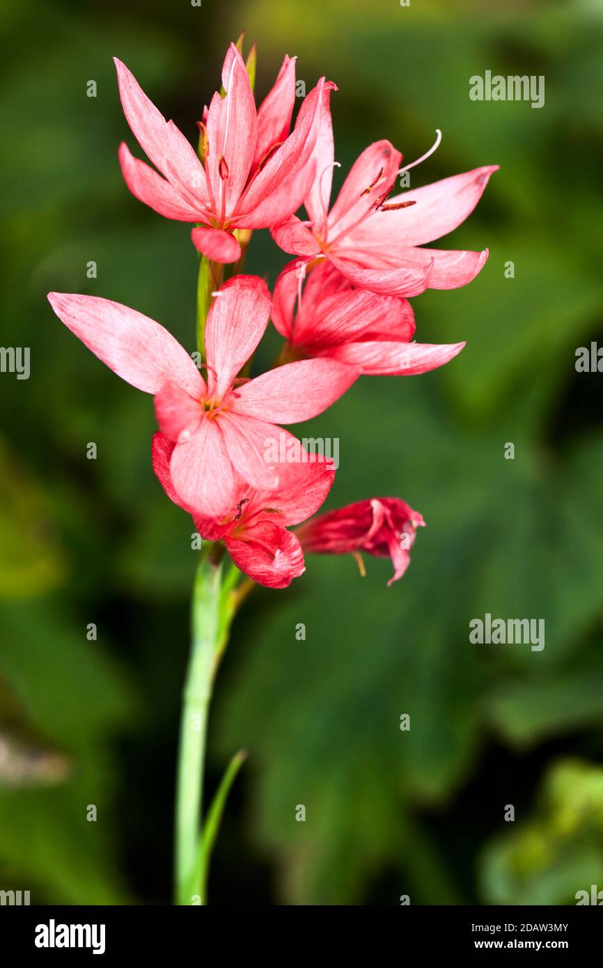 Hesperantha sunrise hi-res stock photography and images - Alamy