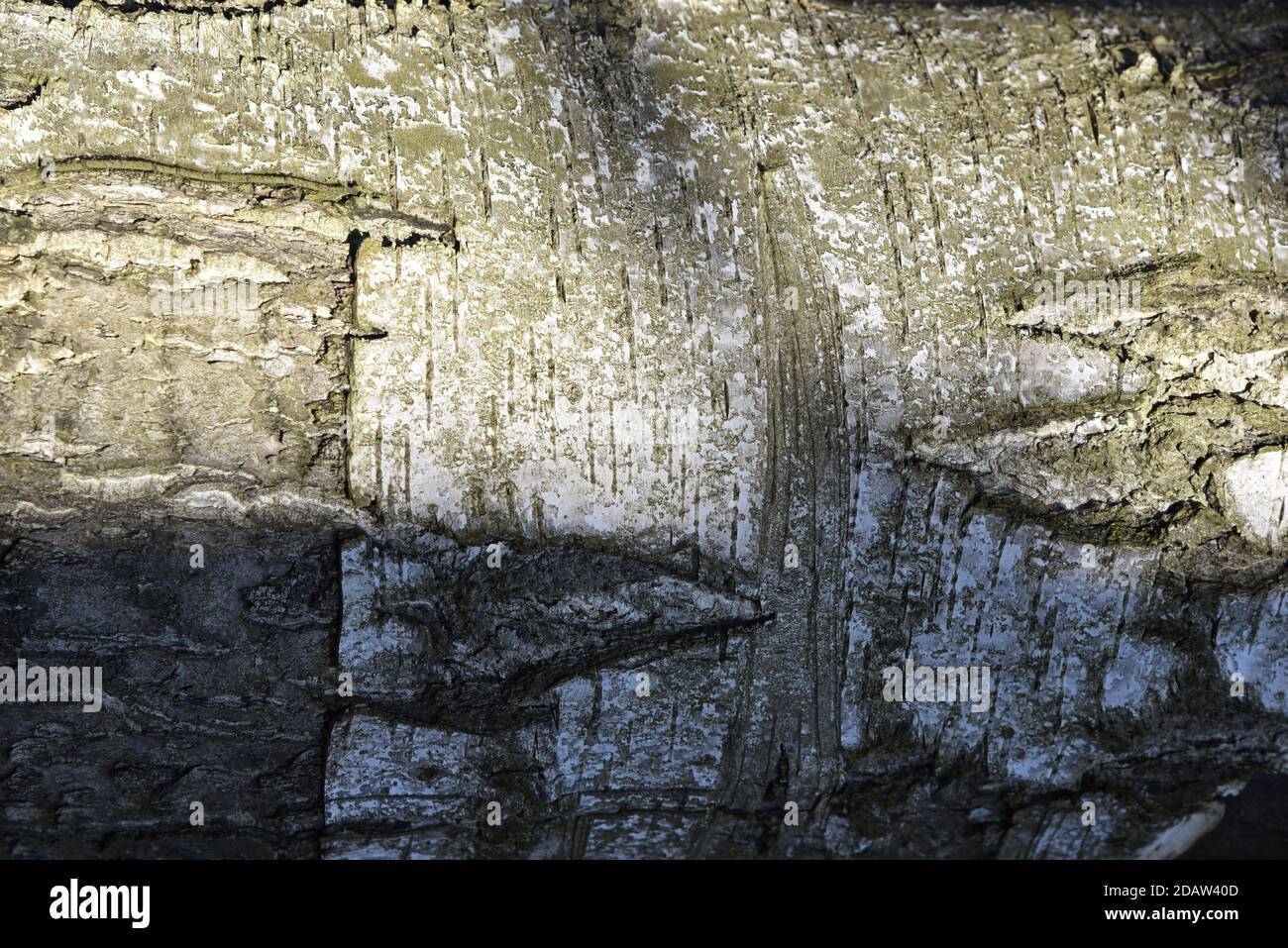 Natural background of the birch tree trunk bark. White wood texture ...