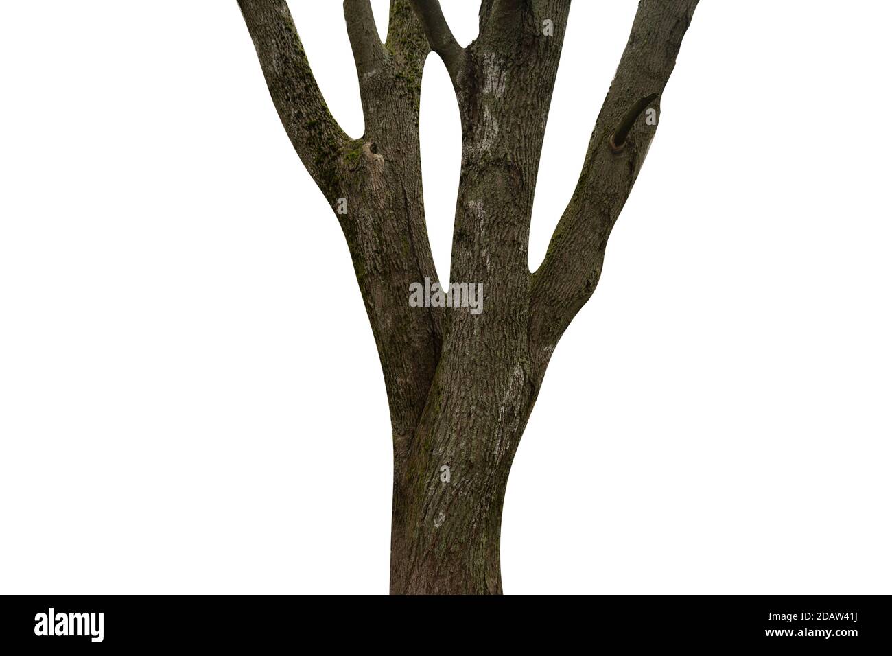 natural tree trunk isolated on white background Stock Photo - Alamy