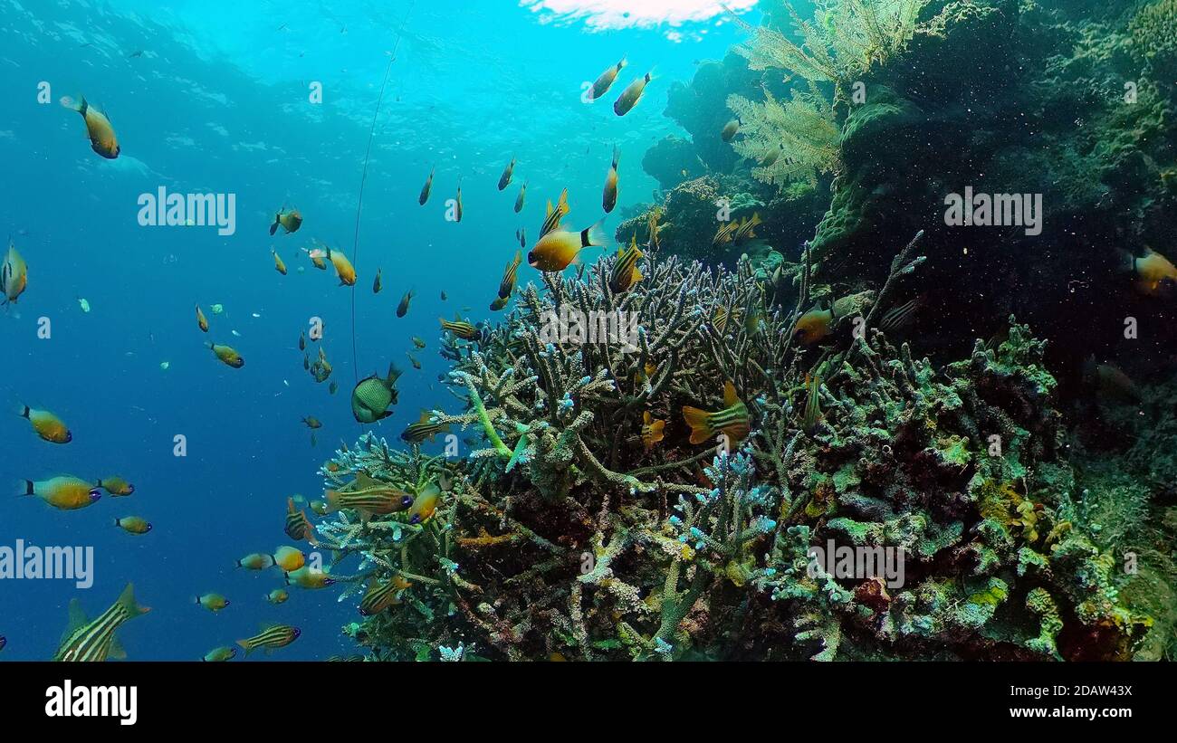 Beautiful underwater landscape with tropical fish and corals ...