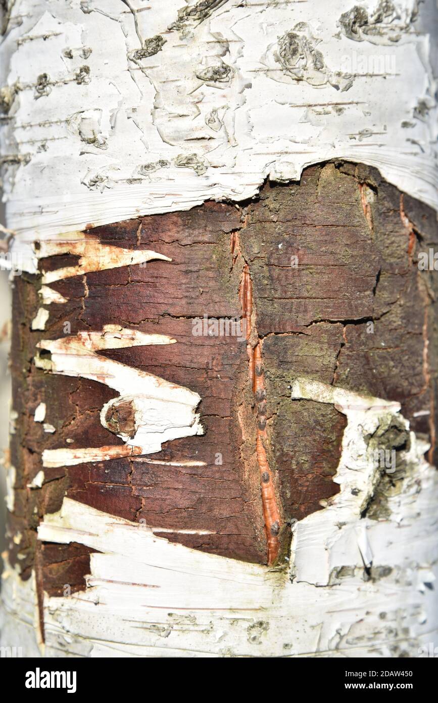 Natural background of the birch tree trunk bark. White wood texture ...