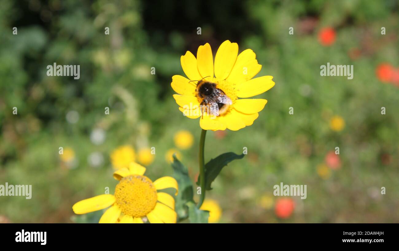 Large Flower Heads High Resolution Stock Photography and Images - Alamy