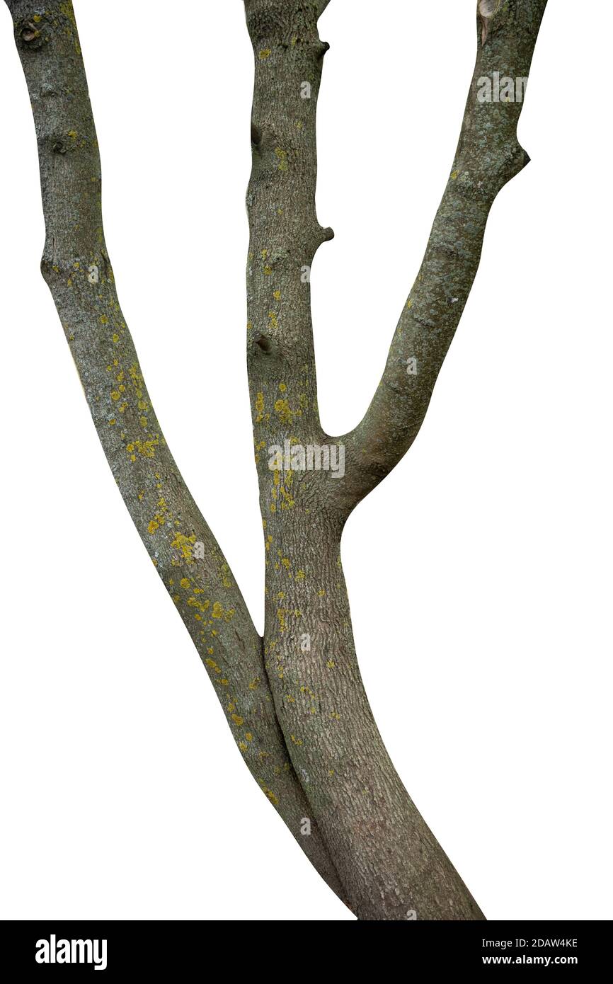 natural tree trunk isolated on white background Stock Photo - Alamy