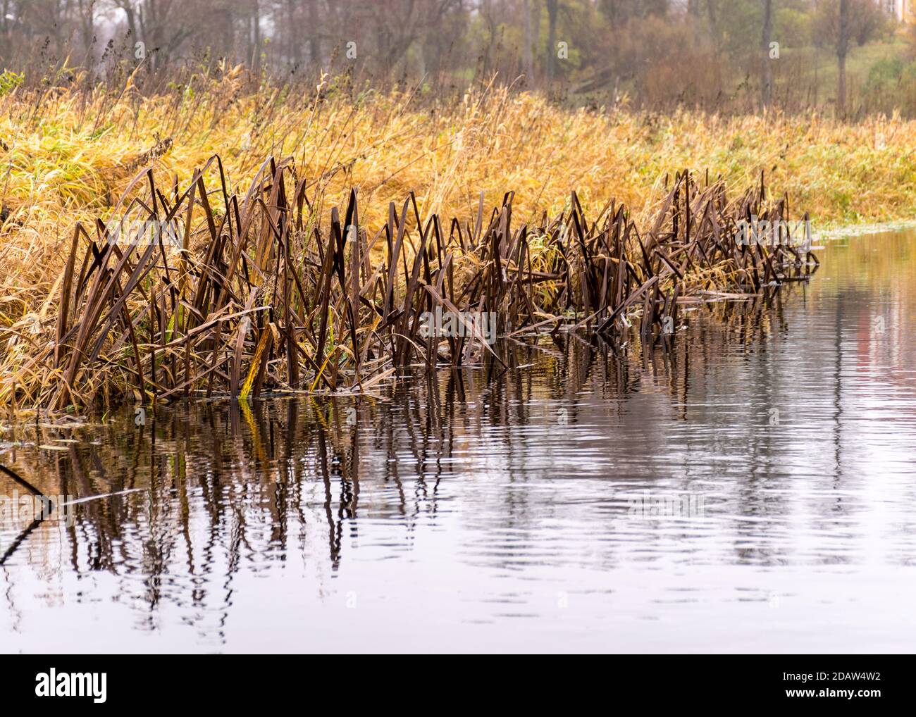 traditional river bank vegetation in autumn, river bank plants close-up ...