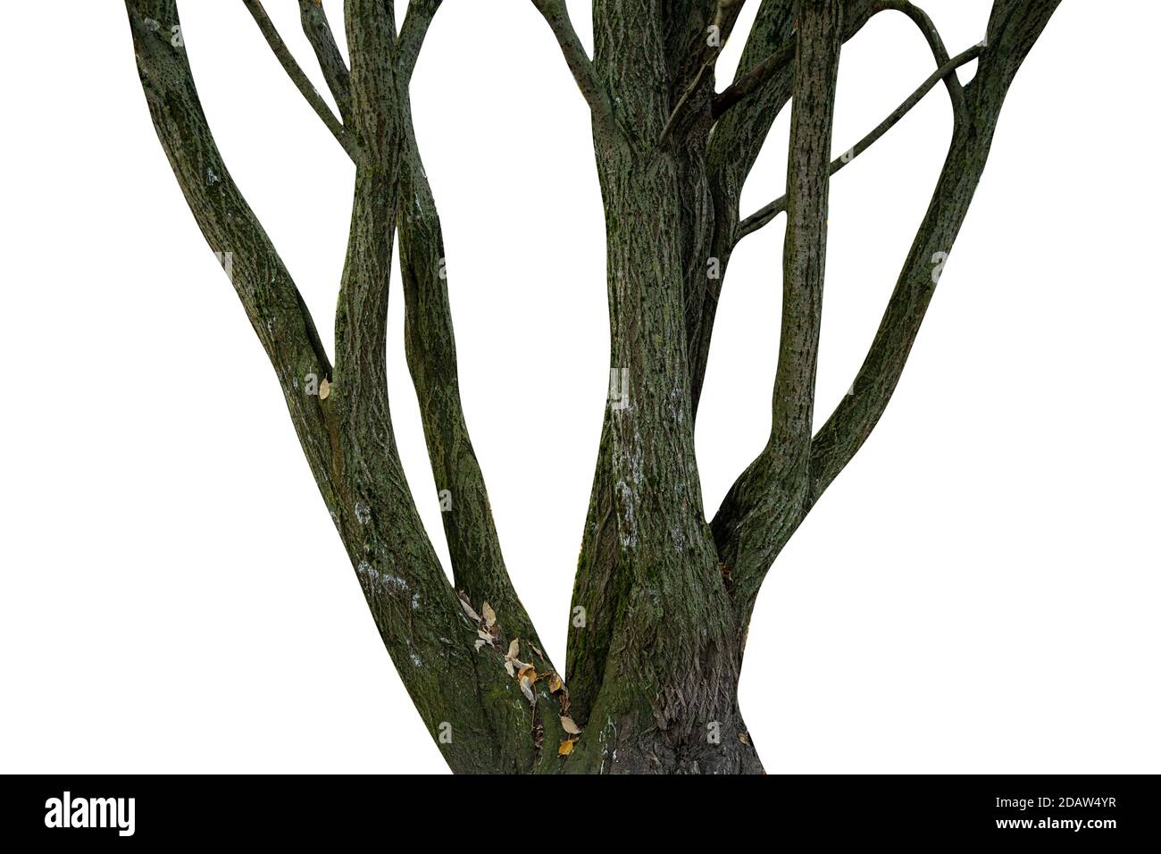 natural tree trunk isolated on white background Stock Photo - Alamy