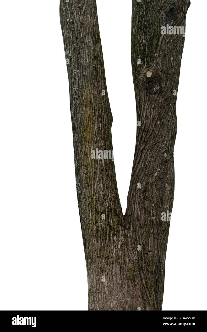 natural tree trunk isolated on white background Stock Photo - Alamy