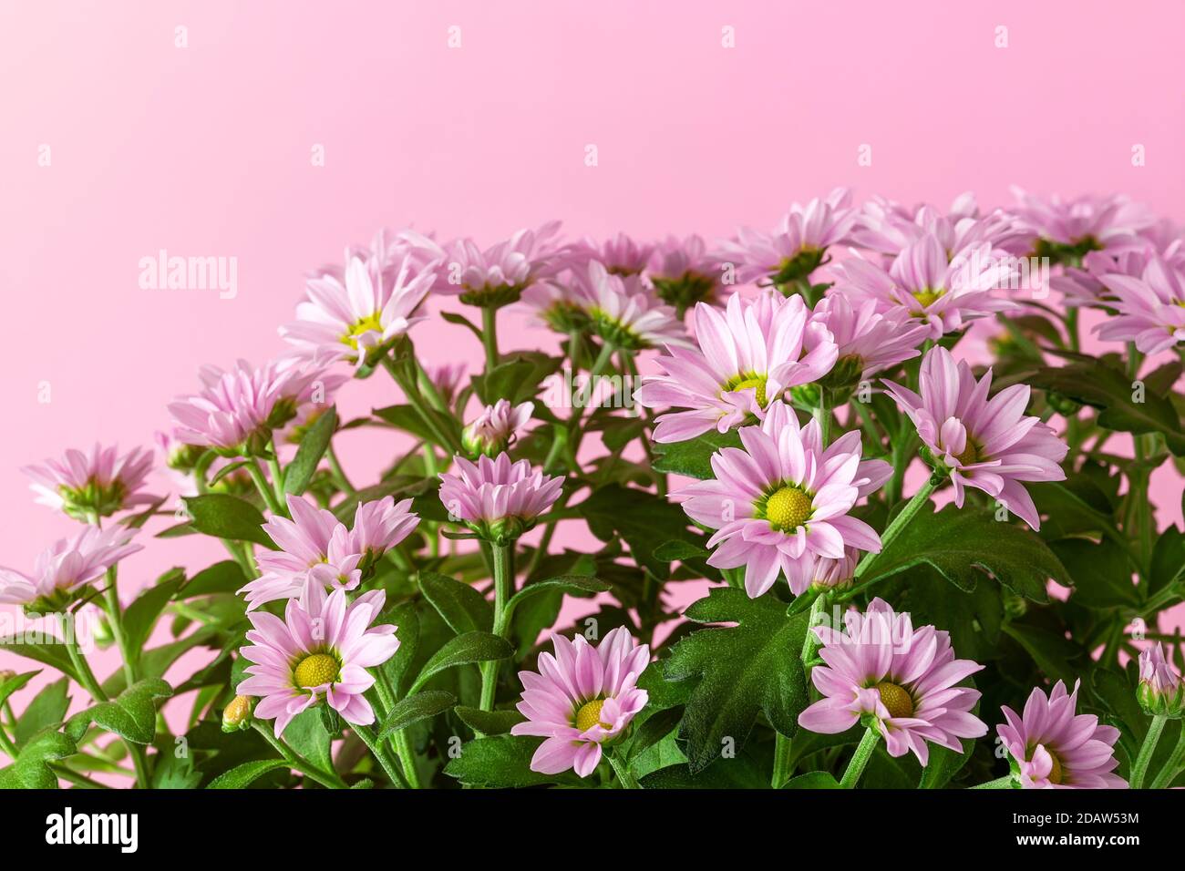 Blooming of light pink potted mums or chrysanthemum morifolium against ...