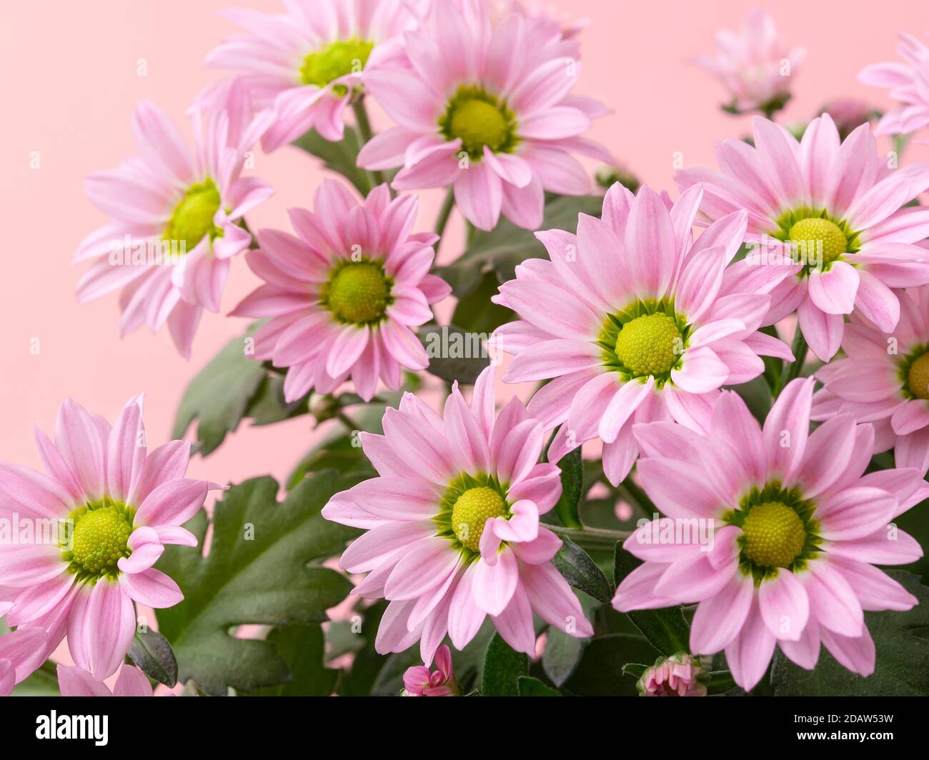 Light pink flower heads of potted mums or chrysanthemum morifolium ...
