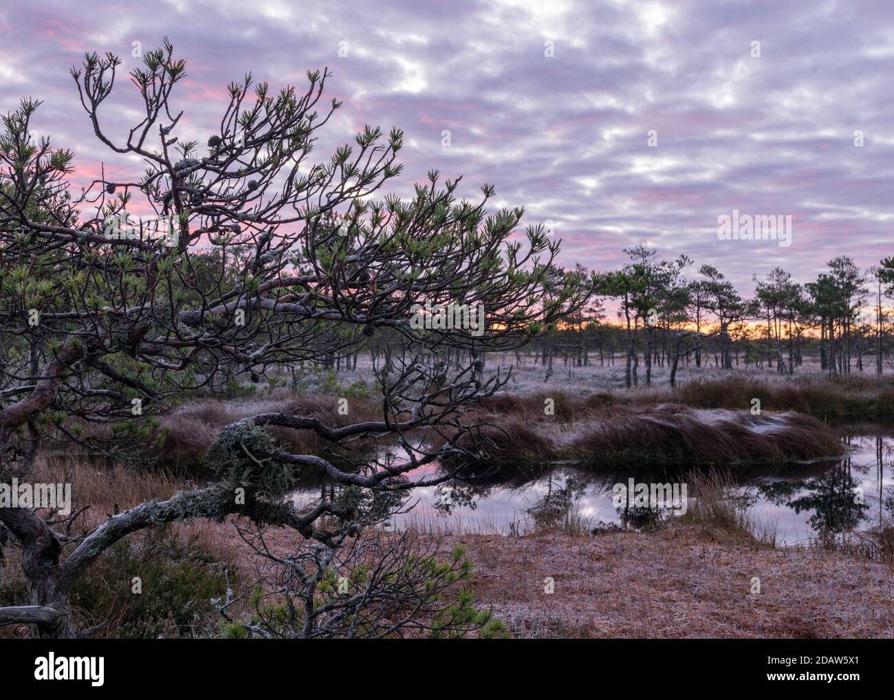 colorful sunrise over bog, dusk hour, dark swamp tree silhouettes ...