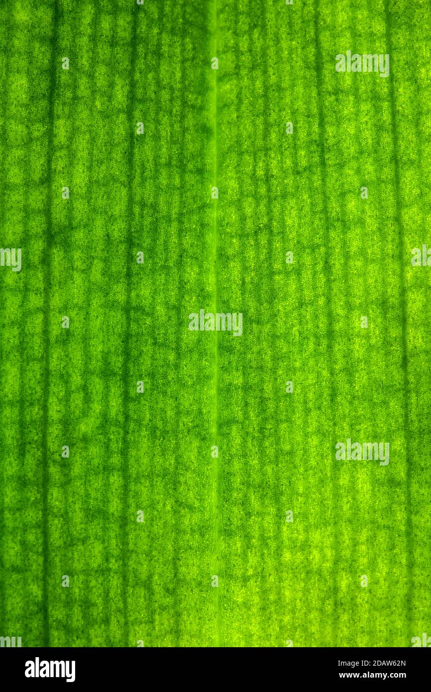 Macro photography of the veins and channels inside a green orchid leaf ...