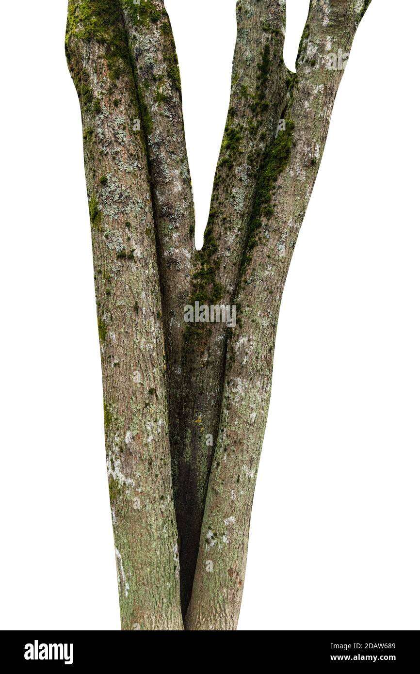 natural tree trunk isolated on white background Stock Photo - Alamy
