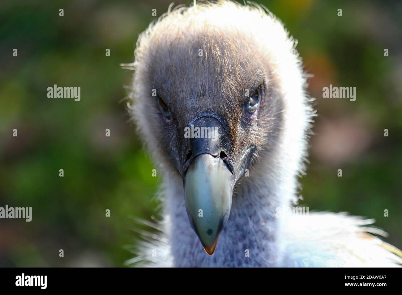 Closeup of the head of a vulture facing the camera Stock Photo - Alamy