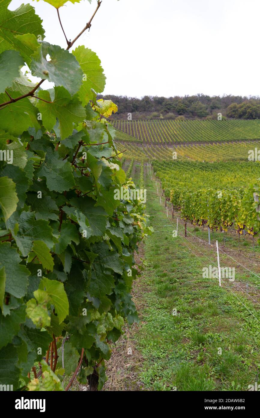 Vertical closeup of a grapevine growing at the edge of avway in the ...