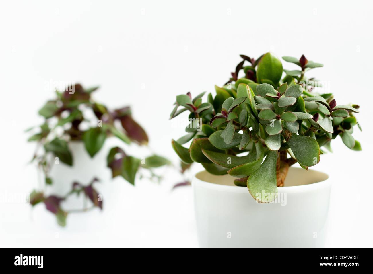 Indoor garden home Cut Out Stock Images & Pictures - Alamy