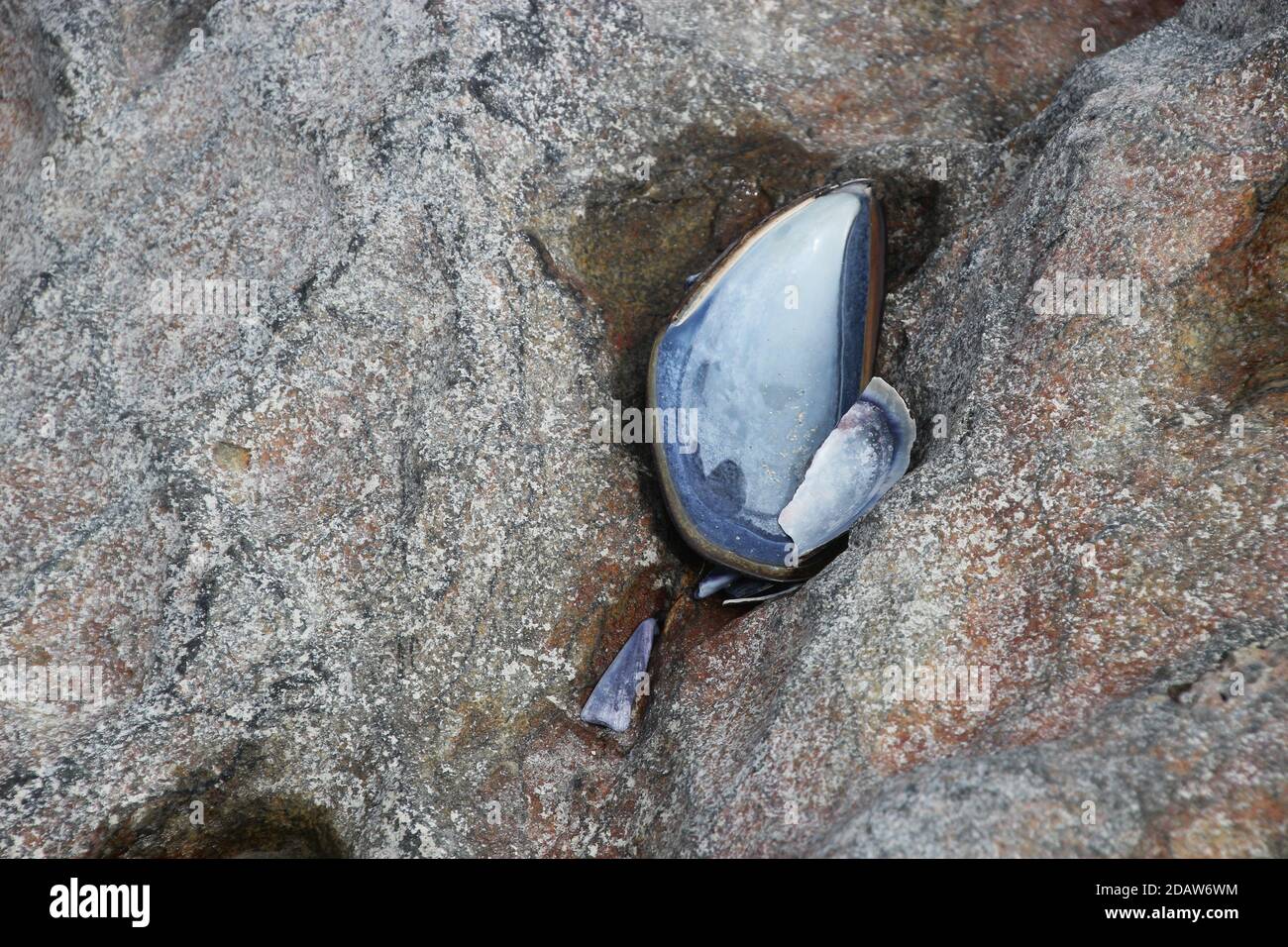Mussel shell on a stone, on the beach of Yzerfontain, by the Atlantic ...