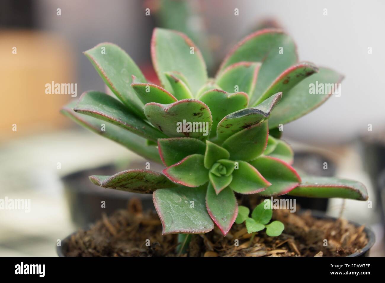 Succulent are plants with parts that are thickened, fleshy, and ...