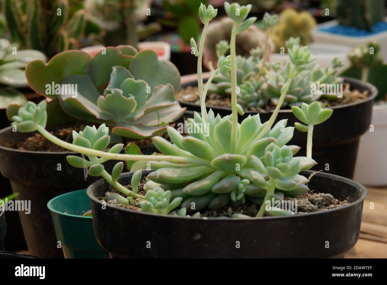 Succulent are plants with parts that are thickened, fleshy, and ...