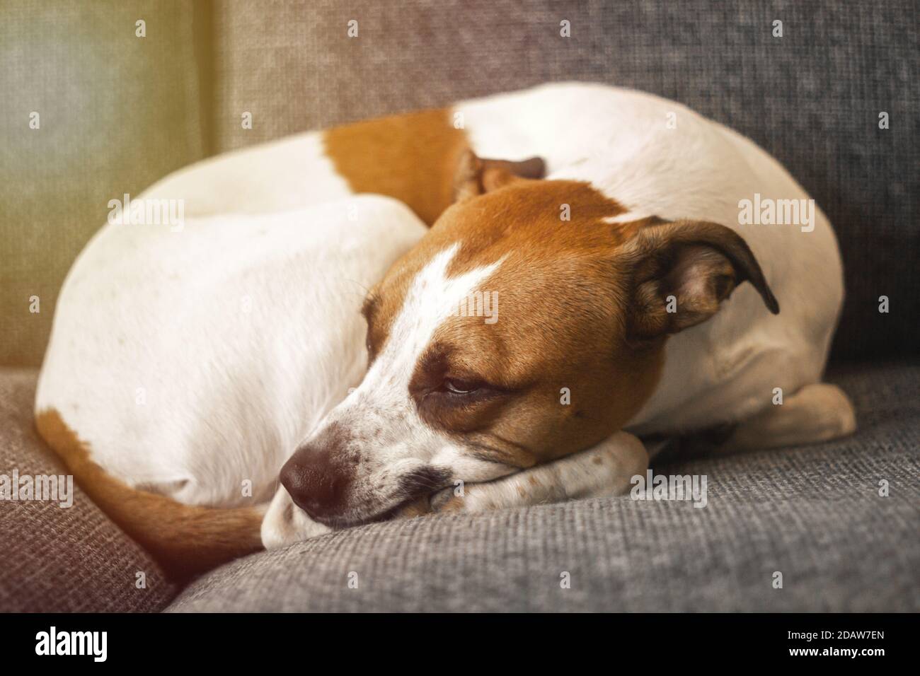 Closeup of an adorable young American Stanford mongrel dog, with brown ...