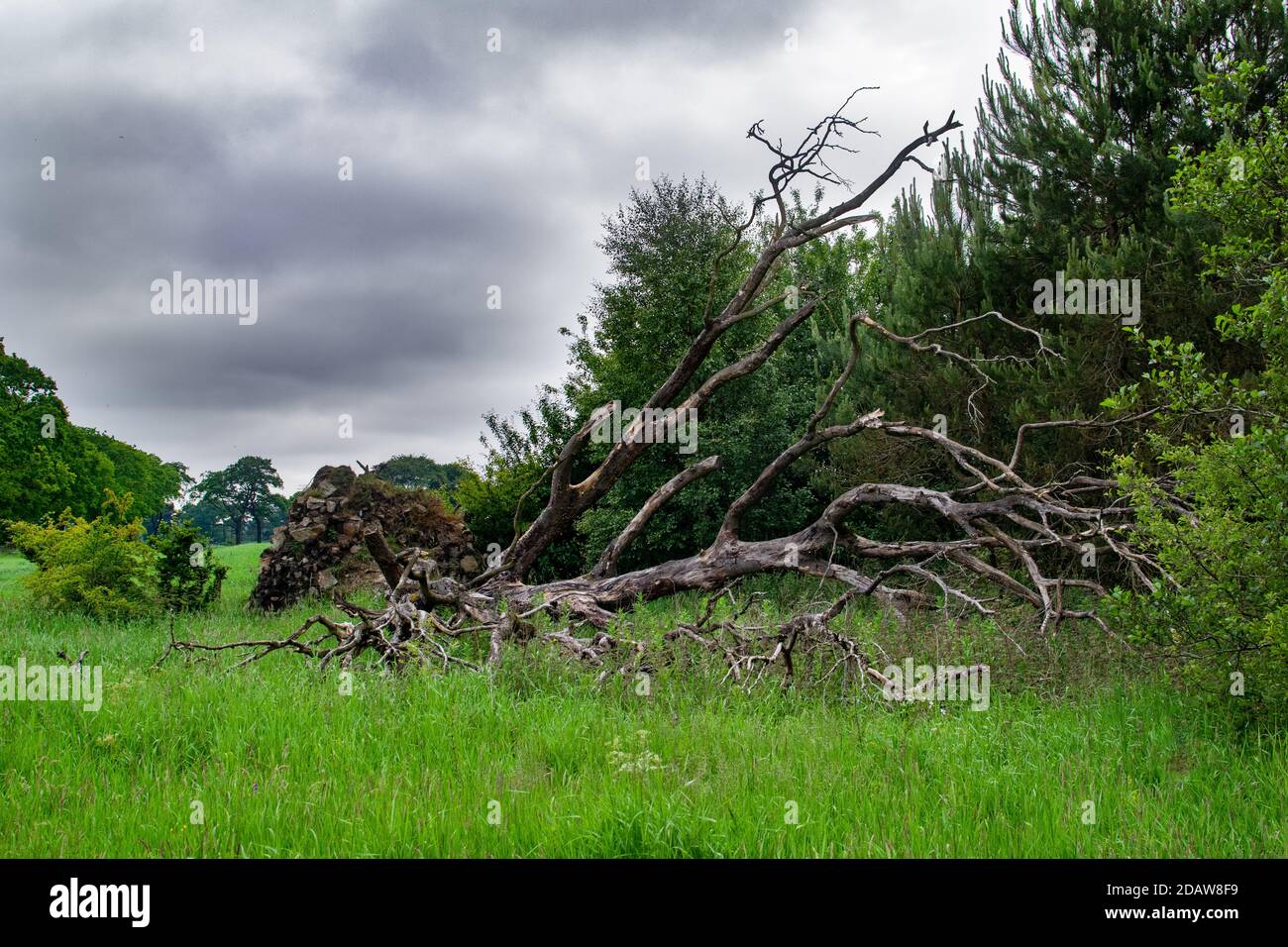 Dead_tree hi-res stock photography and images - Alamy