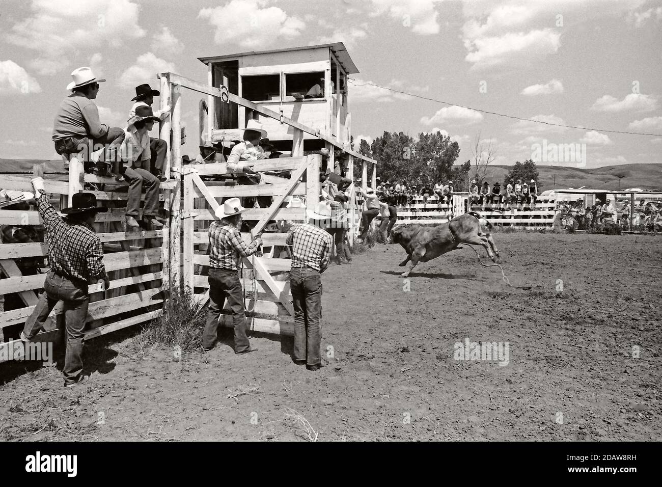 Bull riding event at the Carbon Alberta Canada Rodeo. Circa 1981 Stock ...