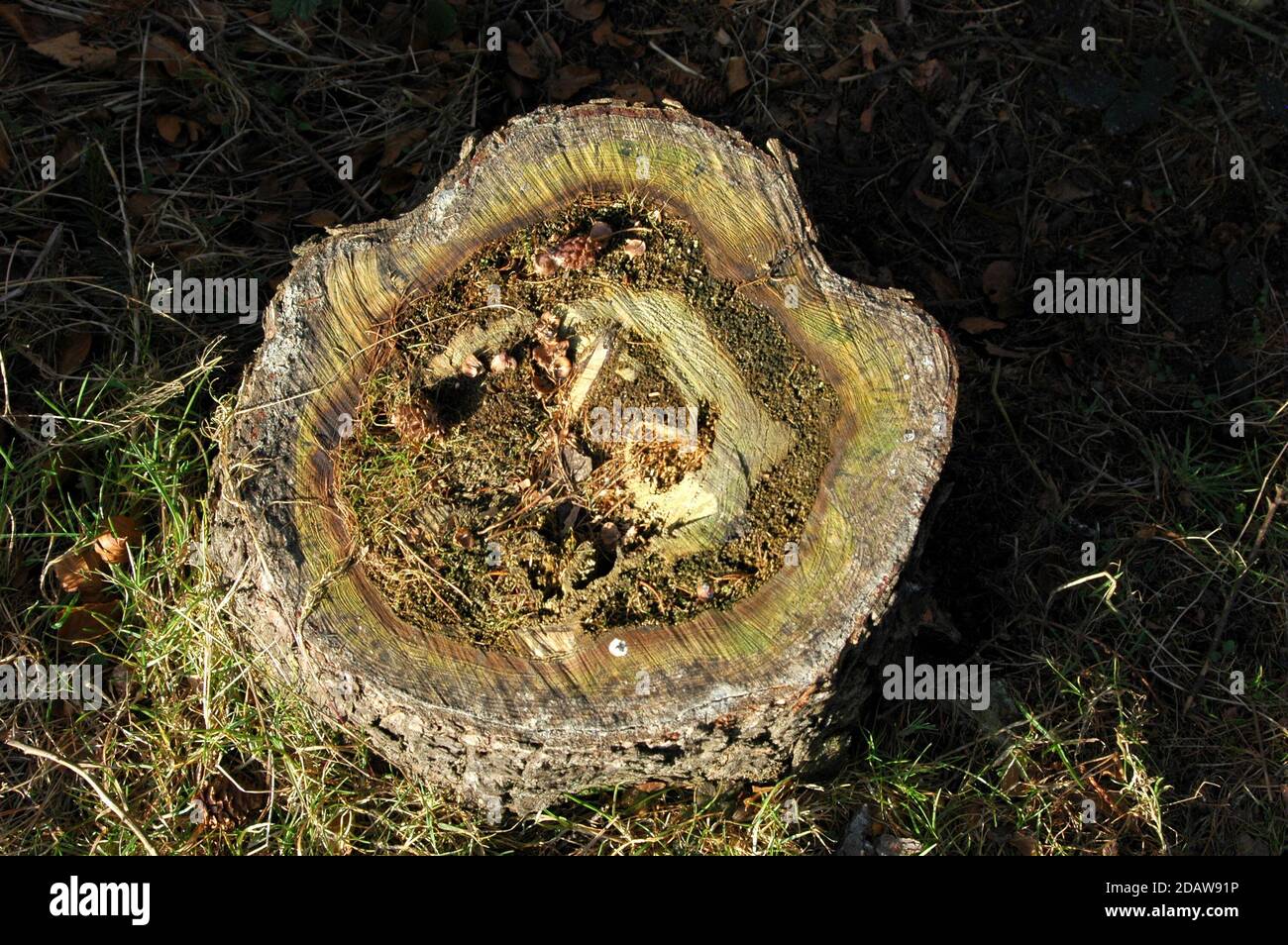Tree stump in the woods Stock Photo - Alamy