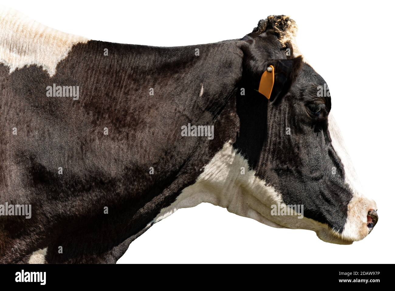 Holstein Friesian cattle, portrait of a black and white dairy cow ...