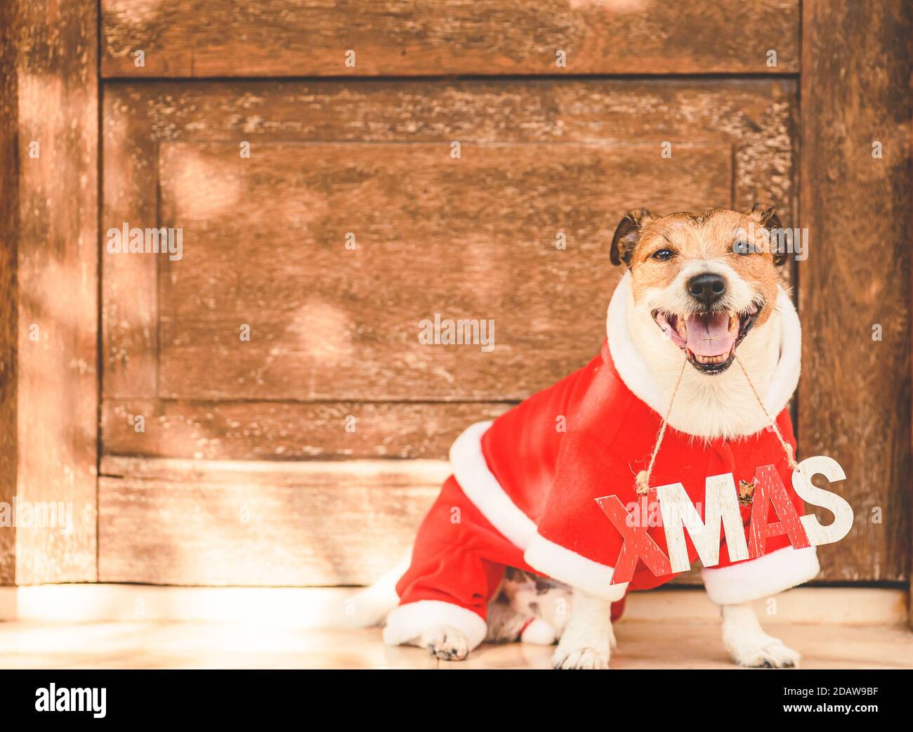Funny dog wearing costume of Santa Claus with Xmas sign in southern ...