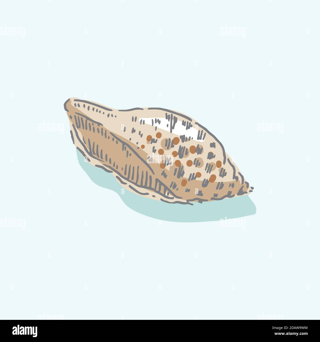Seashell, shell, sea, mollusk, shellfish, nautical illustration Stock ...