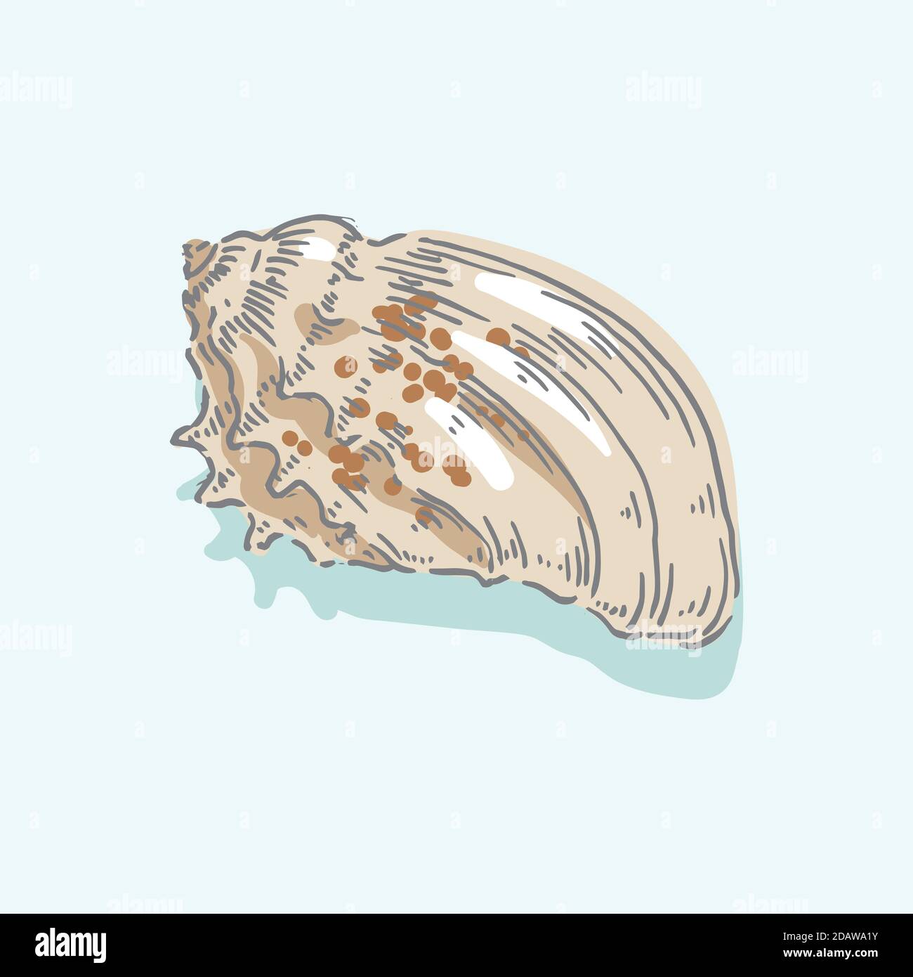 Seashell, shell, sea, mollusk, shellfish, nautical illustration Stock ...
