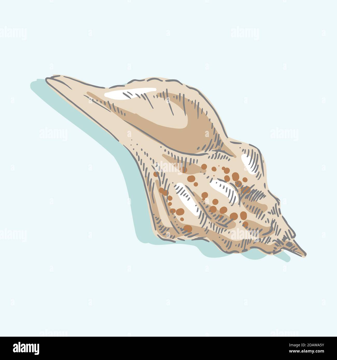 Seashell, shell, sea, mollusk, shellfish, nautical illustration Stock ...