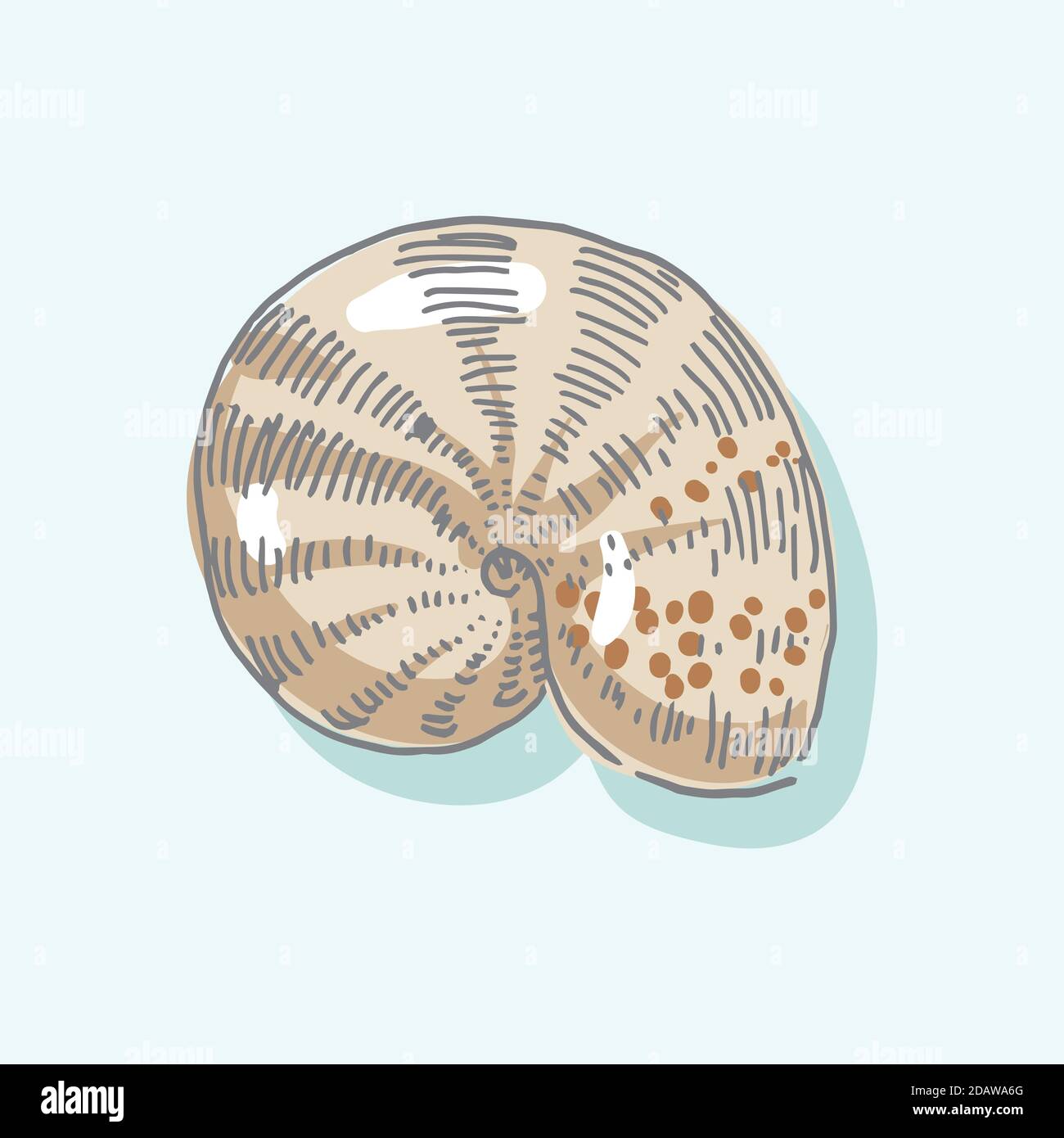 Seashell, shell, sea, mollusk, shellfish, nautical illustration Stock ...