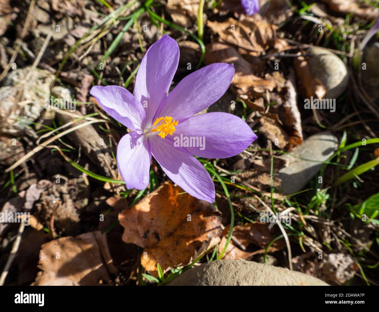 Toxic flower hi-res stock photography and images - Alamy