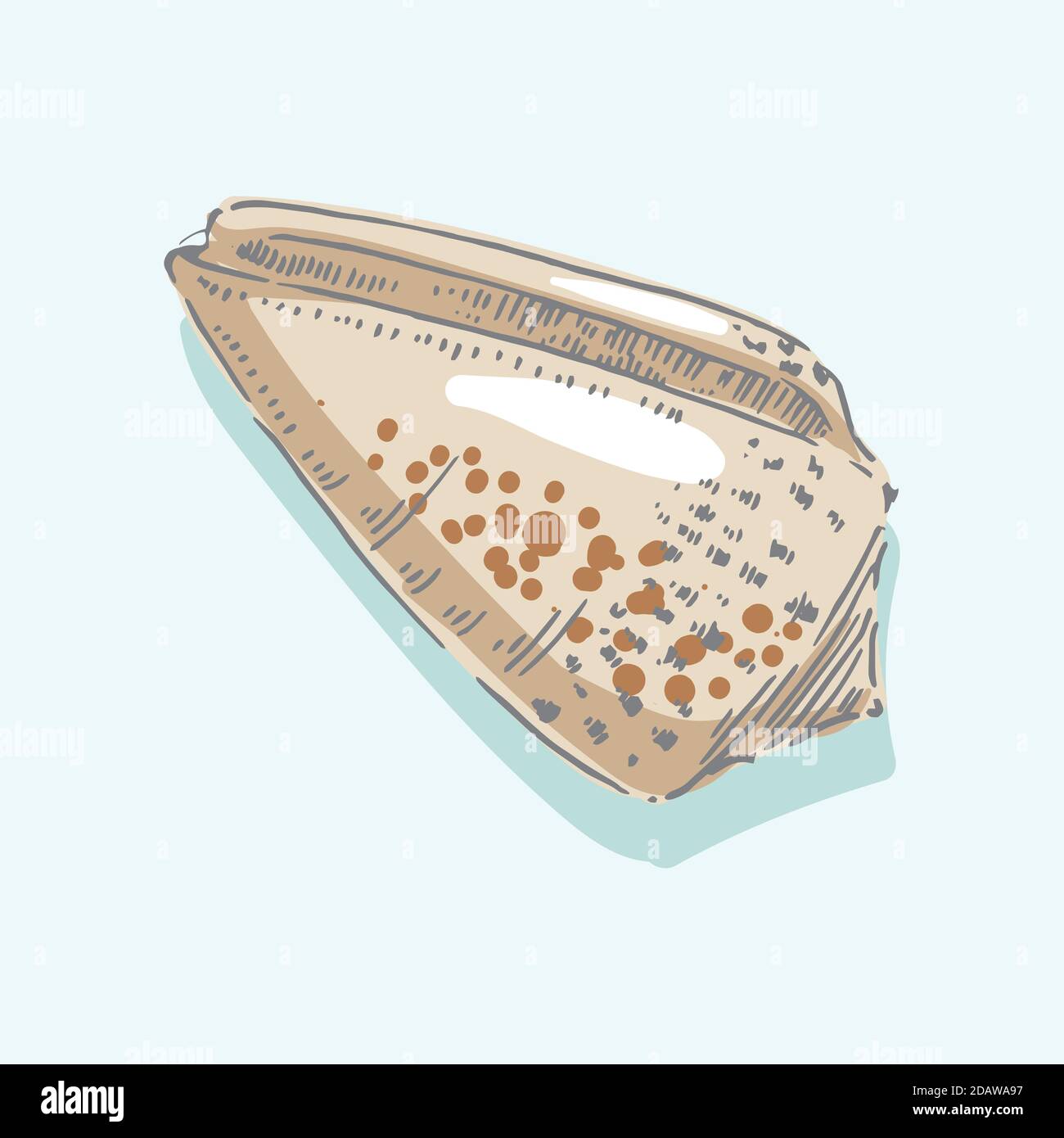 Seashell, shell, sea, mollusk, shellfish, nautical illustration Stock ...