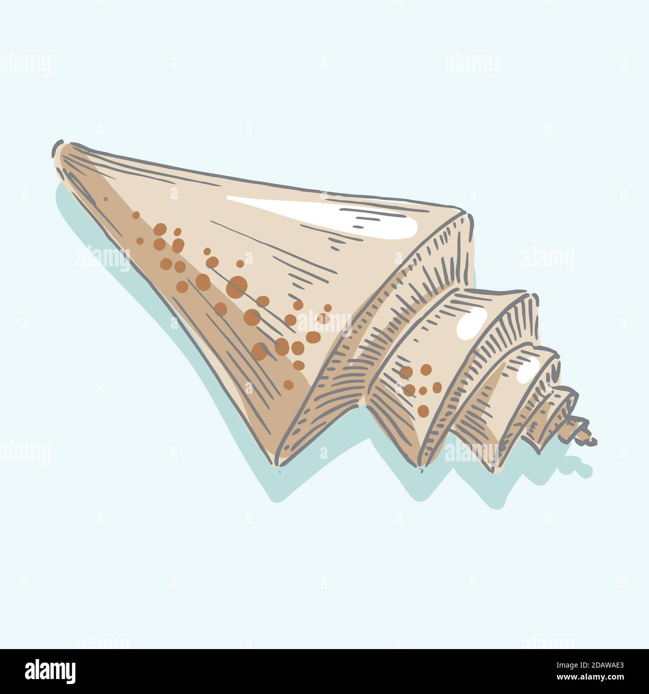 Seashell, shell, sea, mollusk, shellfish, nautical illustration Stock ...