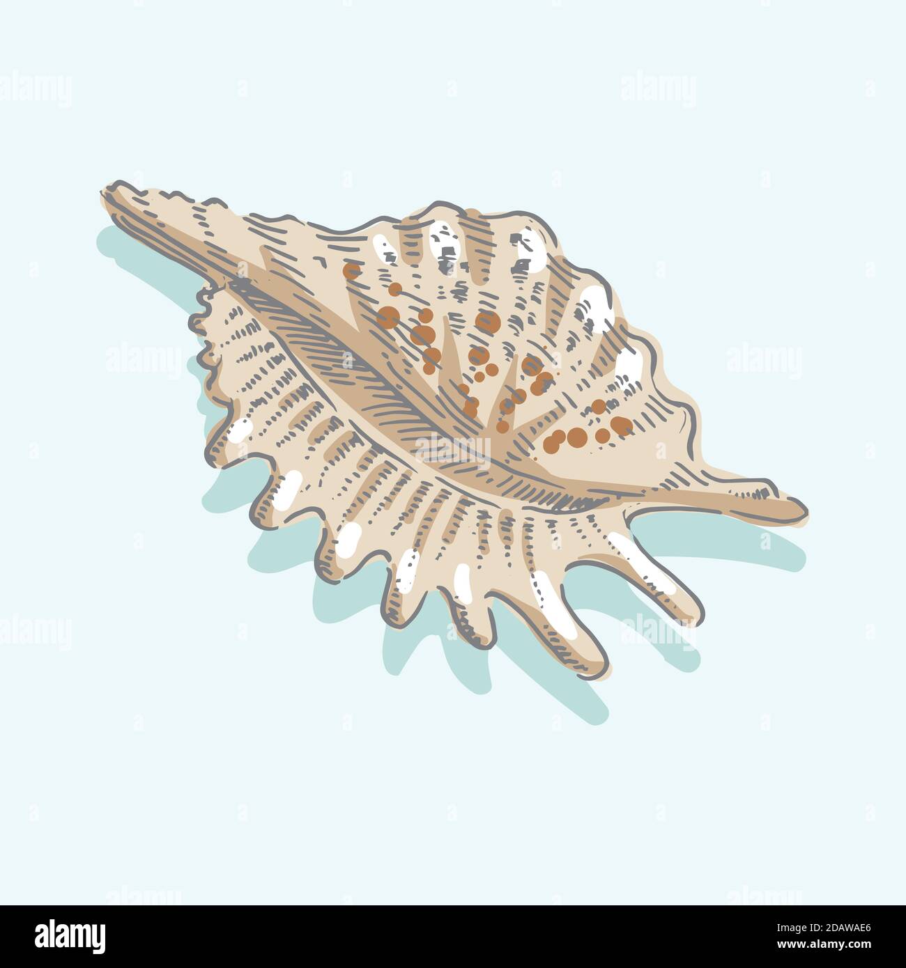 Seashell, shell, sea, mollusk, shellfish, nautical illustration Stock ...
