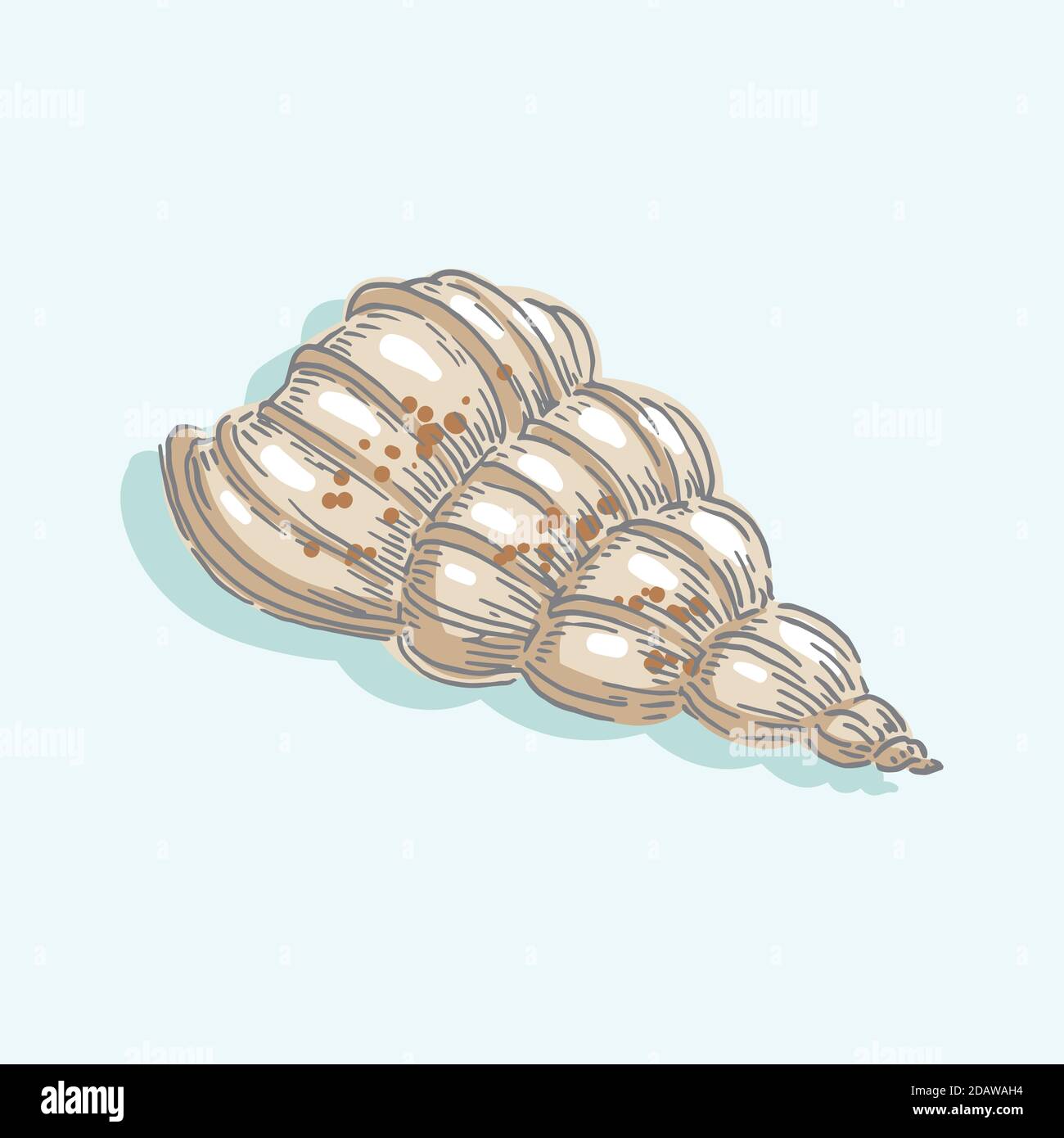 Seashell, shell, sea, mollusk, shellfish, nautical illustration Stock ...