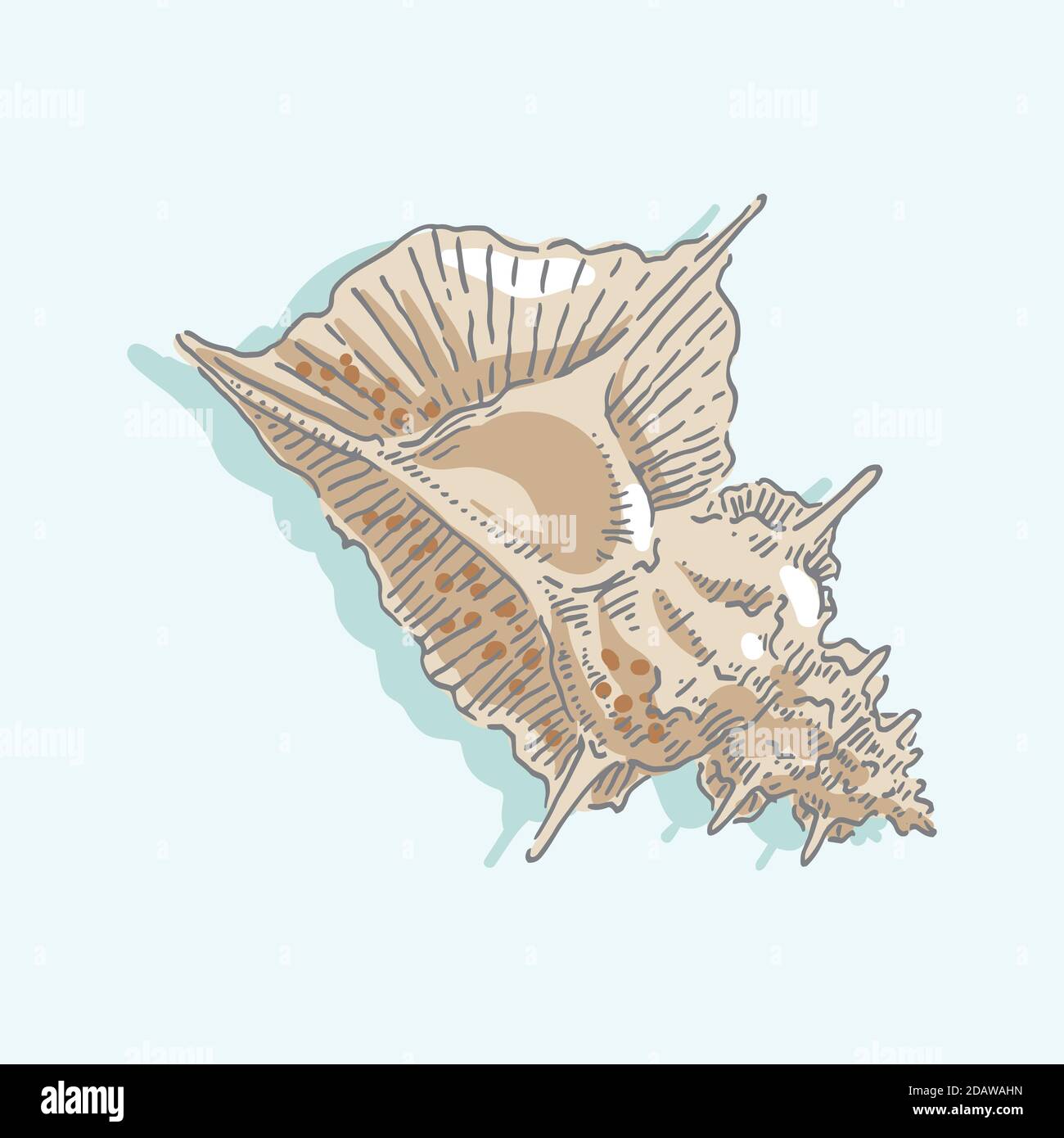 Seashell, shell, sea, mollusk, shellfish, nautical illustration Stock ...