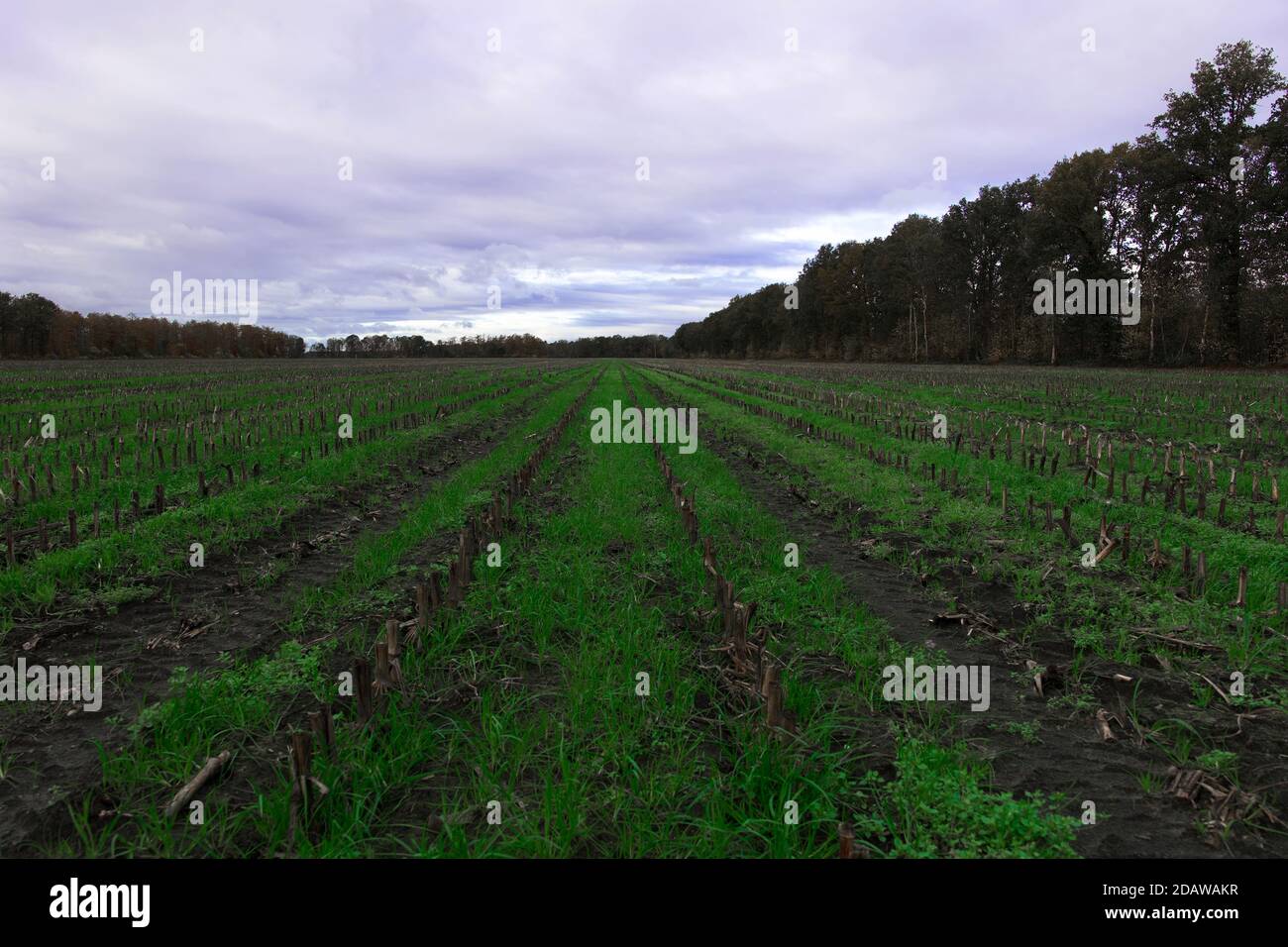 Plowed field on organic farmland, The Netherlands. Full frame ...