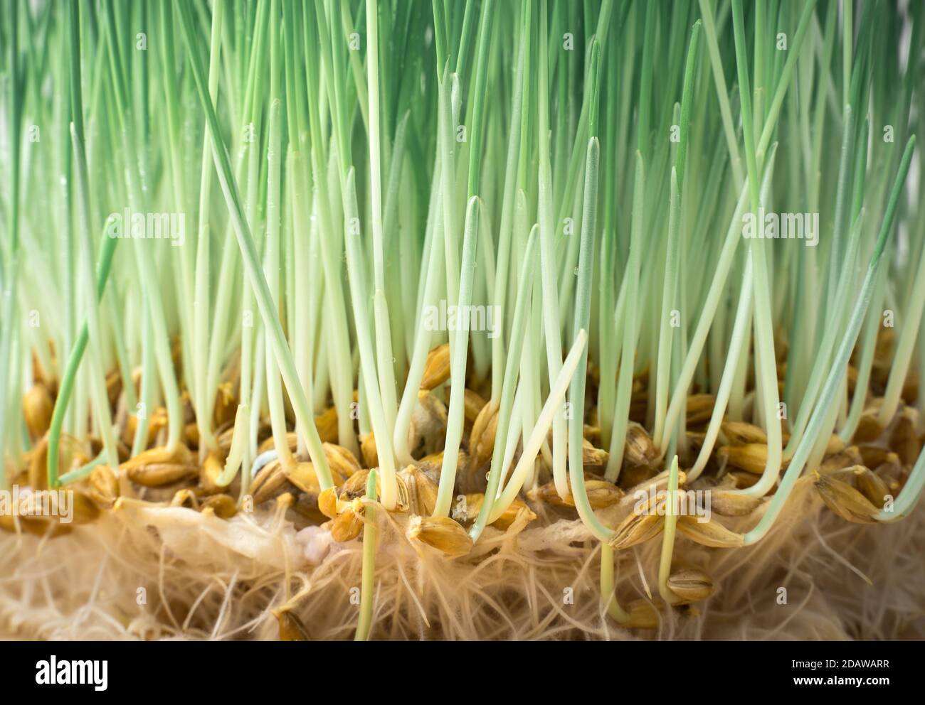 Wheat with sprouts and roots close-up. Side view Stock Photo - Alamy