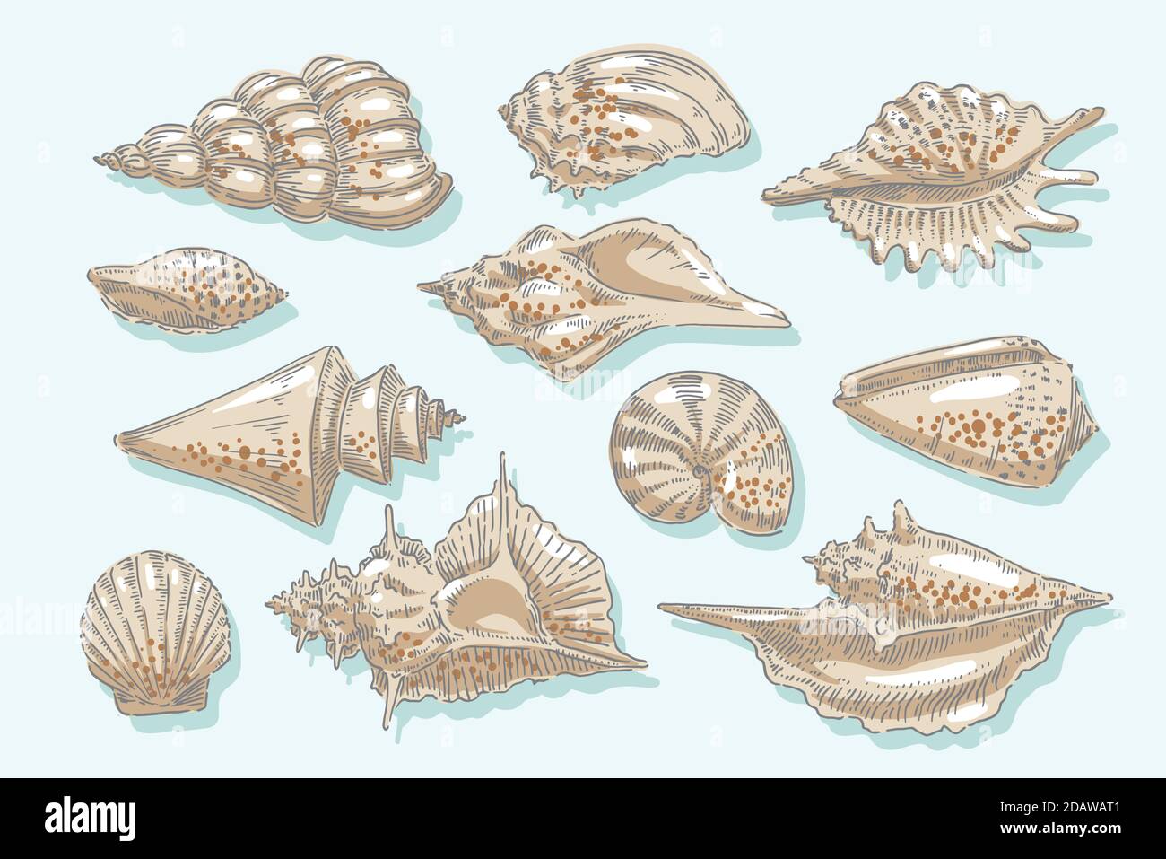 Seashell, shell, sea, mollusk, shellfish, nautical illustration Stock ...
