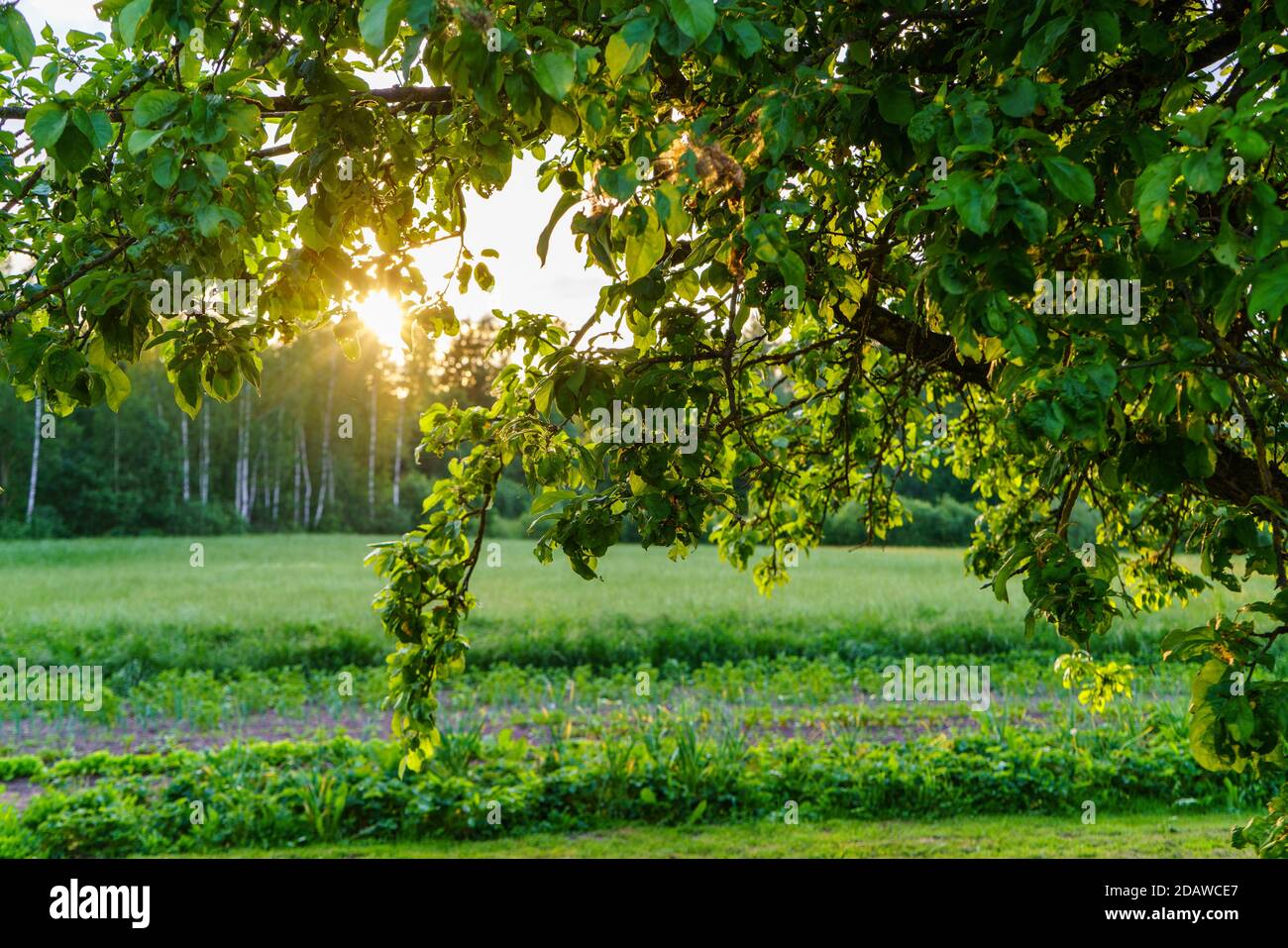 sunset behind apple tree in garden with sun rays in summer green meadow ...